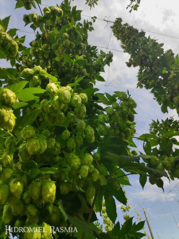 Lúpulo. Descripción, usos, propiedades y cultivo – Hidromiel Rasmia
